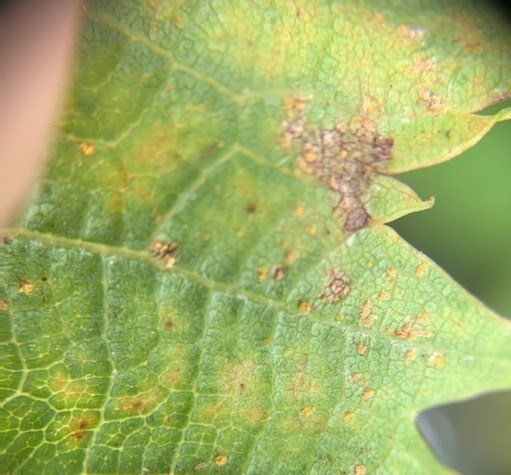 No. 5 — March 22, 2021 - Vinews - Grape and Wine Institute