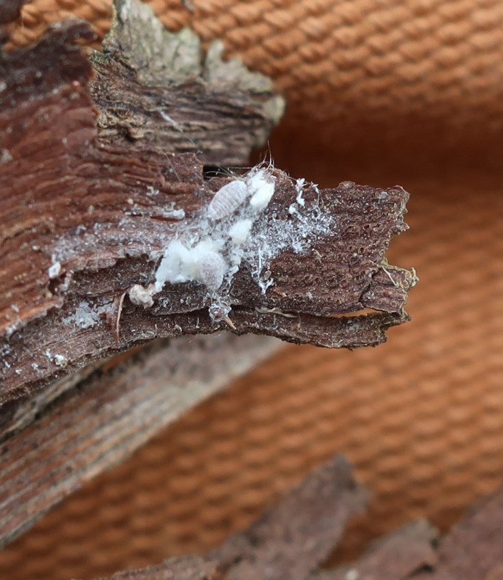 No. 05 — July 3, 2023 - Vinews - Grape and Wine Institute