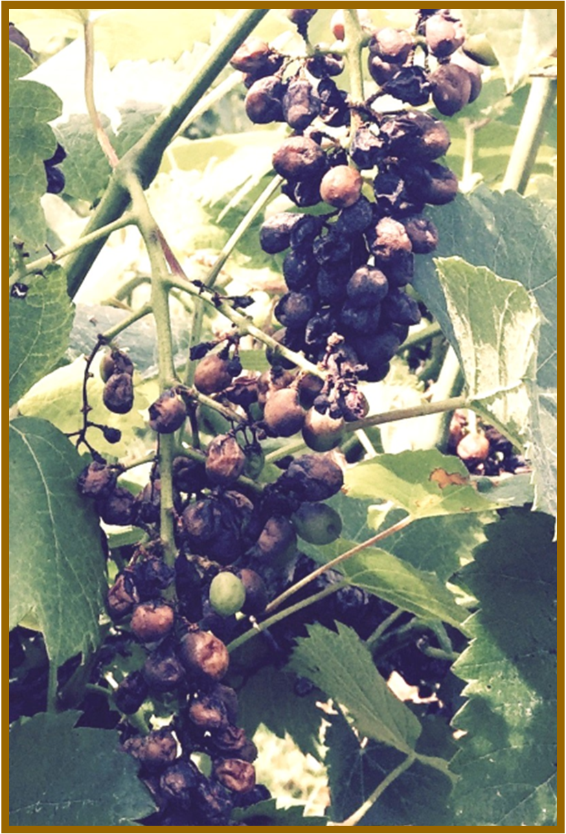 No. 2 - March 10, 2025 - Vinews - Grape and Wine Institute