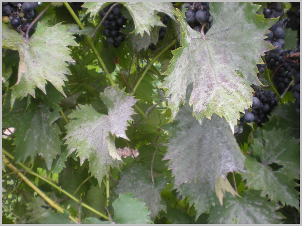 No. 2 - March 10, 2025 - Vinews - Grape and Wine Institute